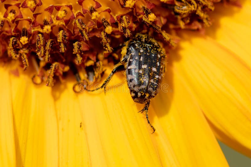 Beetle on a sunflower stock image. Image of seasons, garden - 34805635