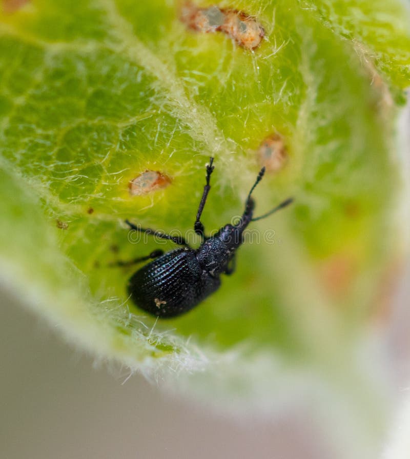 Black Beetle on a Green Leaf of a Tree. Stock Image - Image of metallic ...