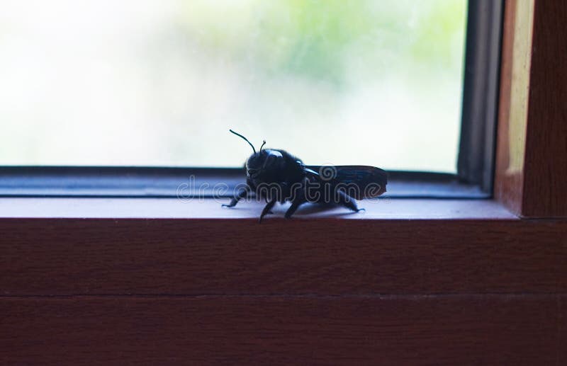 A Black Beetle on a House Window Stock Image - Image of bumblebee ...