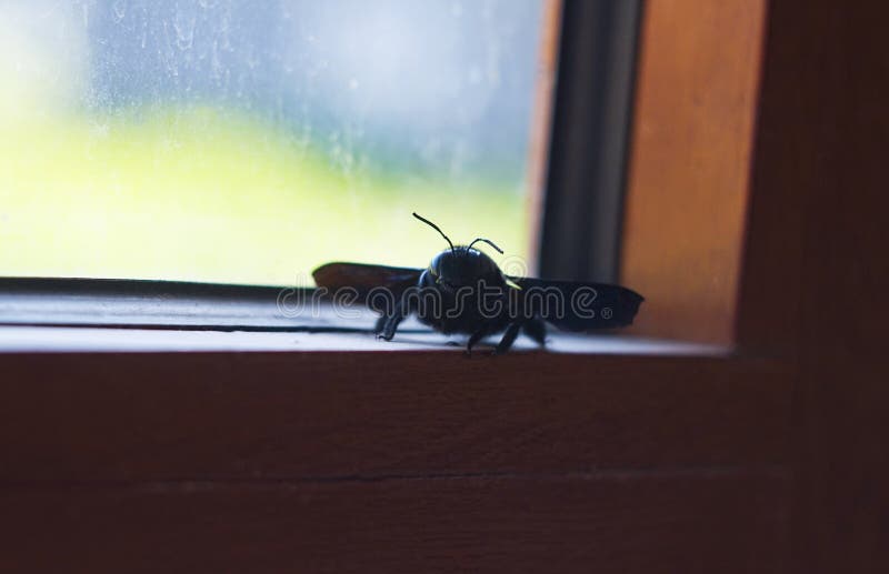 A Black Beetle on a House Window Stock Photo - Image of sitting, black ...