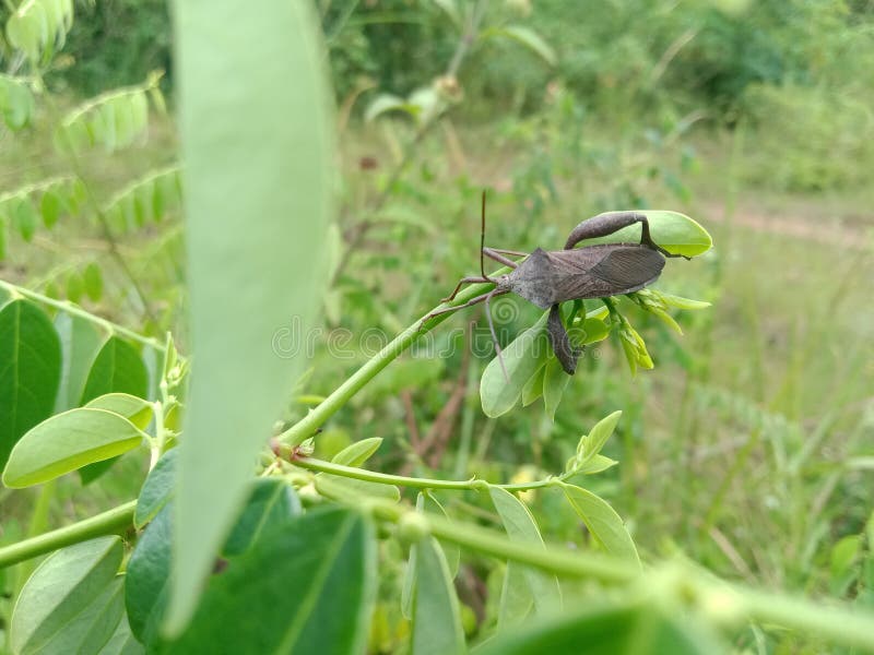 Black beetle insects stock image. Image of black, insects - 310078161