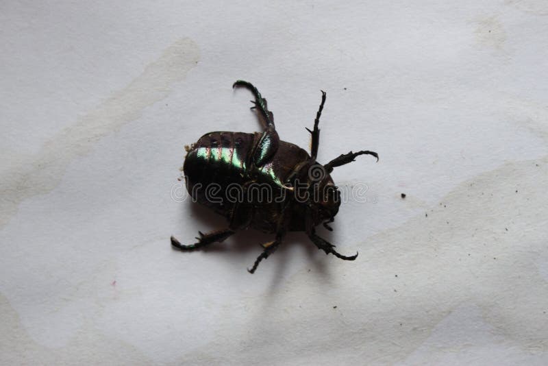 Beetle upside down stock photo. Image of face, tentaculate - 13898180