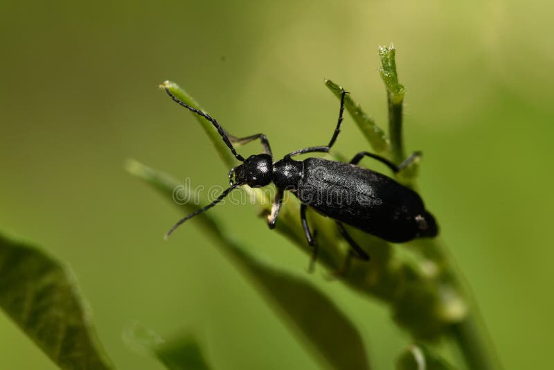 Black Beetle on a Leaf of Grass Stock Photo - Image of green, beetles ...
