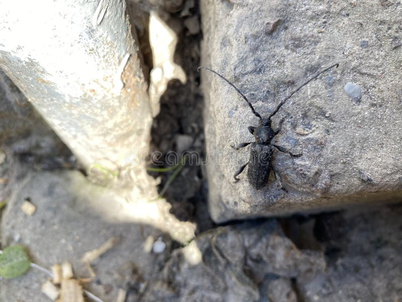 Black Beetle Sitting on a Stone Stock Photo - Image of sitting, beetle ...