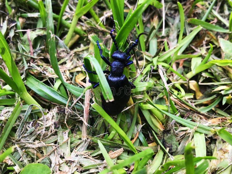 Beetle and spring heat stock image. Image of beetle - 163014307