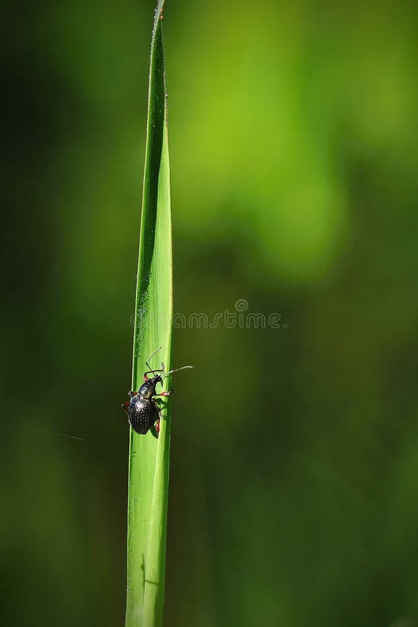 Black Beetle on a Straw of a Grass Stock Image - Image of climb, black ...