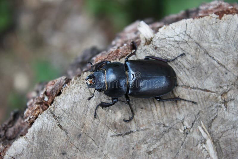 Black Beetle on a Stump Close Up Stock Image - Image of entomology ...