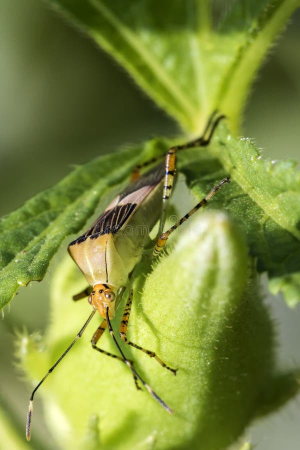 Black and Beige Bedbug Macro Stock Photo - Image of biology, beautiful ...