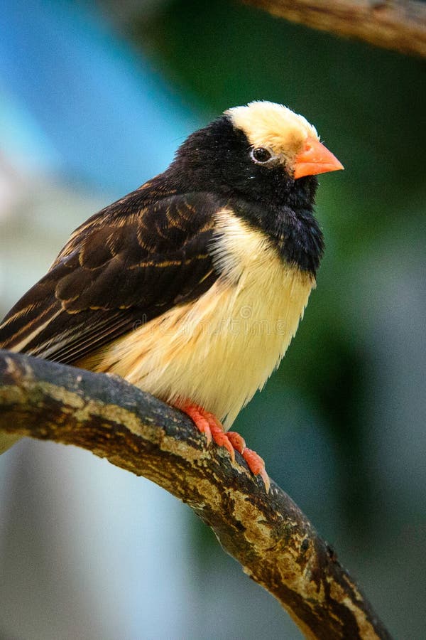 Black and Beige Bird stock image. Image of florida, tree - 42999799