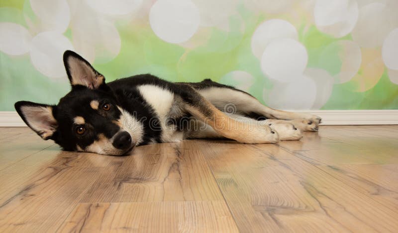 Black and Beige Husky Mix Puppy Dog Lying Down Sideways Stock Photo ...