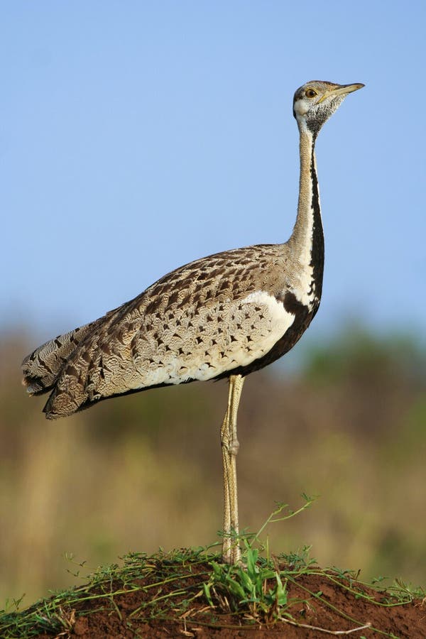 Black-bellied Bustard stock image. Image of ground, looking - 12011749