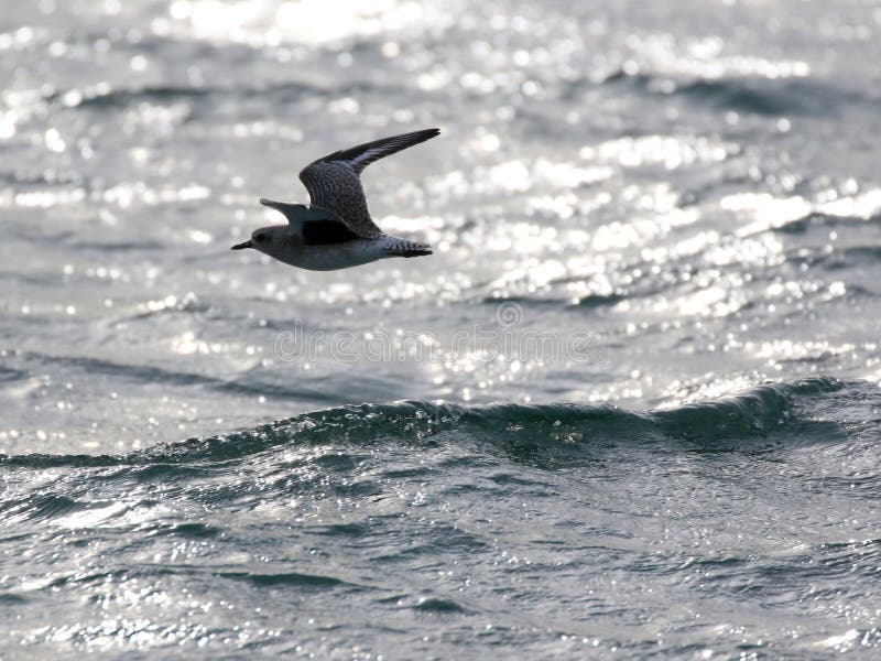 Black-bellied Plover Flying Stock Photo - Image of bird, wildlife: 89101674