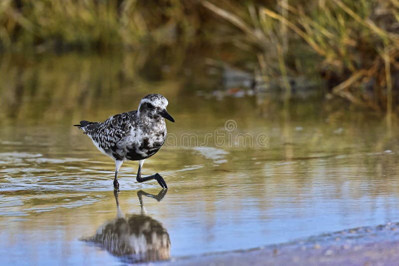 Black Bellied Plover Walking in Shallow Water on the Beach Stock Image ...