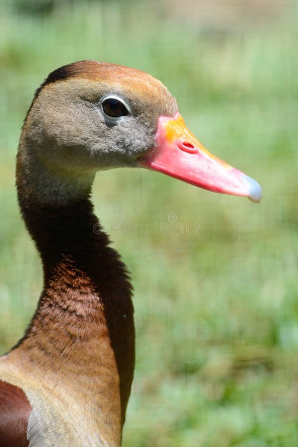 Black Bellied Whistling Duck Stock Photo - Image of bird, plumage ...