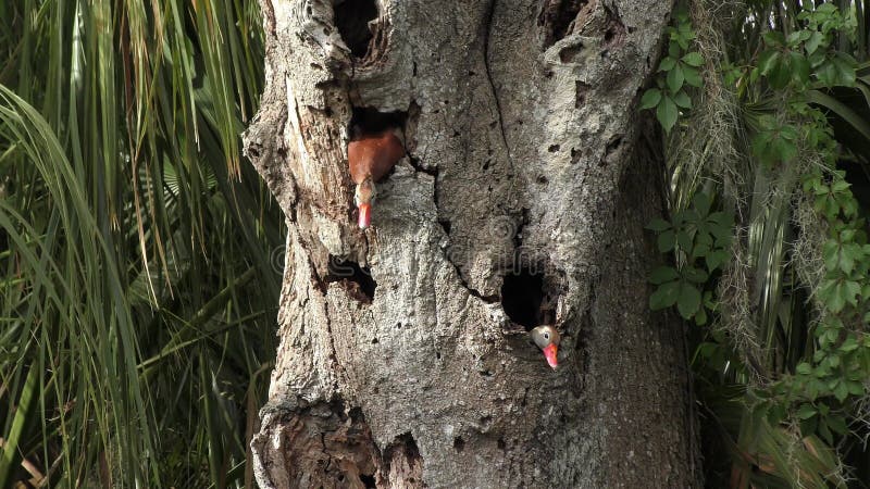 Black-Bellied Whistling Ducks Nesting Inside of Old Tree. Stock Video ...