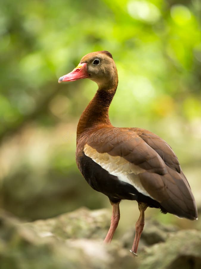 Black-bellied Whistling Tree Duck Stock Photo - Image of bird ...