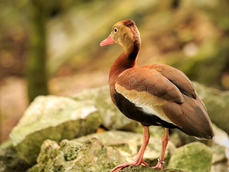 Black-bellied Whistling Tree Duck Stock Image - Image of greenery ...
