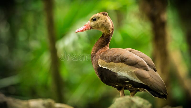Black-bellied Whistling Tree Duck Stock Photo - Image of feathering ...