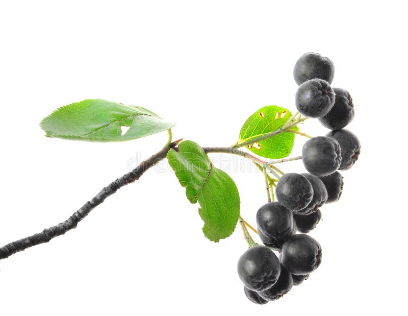 Black berries stock photo. Image of fruit, holler, elder - 3052408