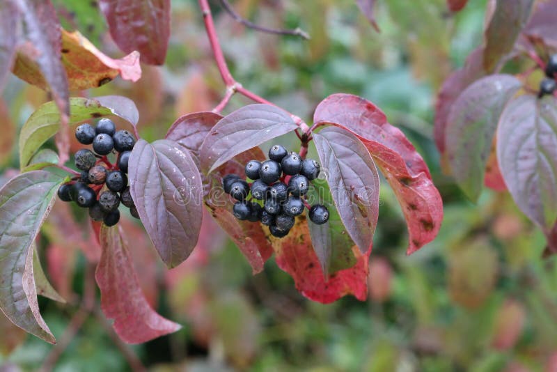 Black berries on branches stock photo. Image of aronia - 101349728