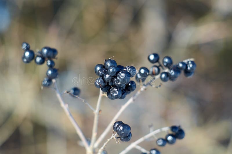 Black Berries on the Branch in February Stock Photo - Image of ...