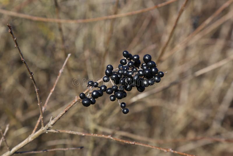 Black Berries on Branches of Bushes in the Forest Stock Photo - Image ...