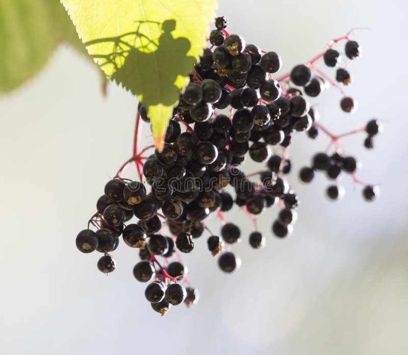 Black Berries on a Bush in Nature Stock Image - Image of bunch, bouquet ...