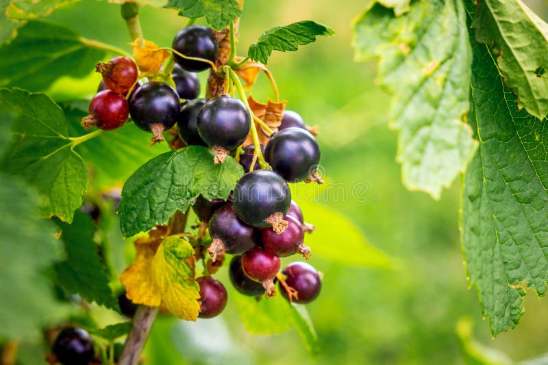 Black Berries of Currant on Bushes during Maturation. Growing and ...