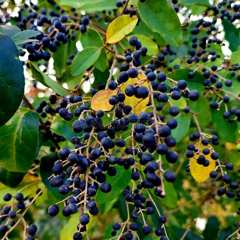 Black Berries of Ligustrum , Privet Plant Stock Photo - Image of ...