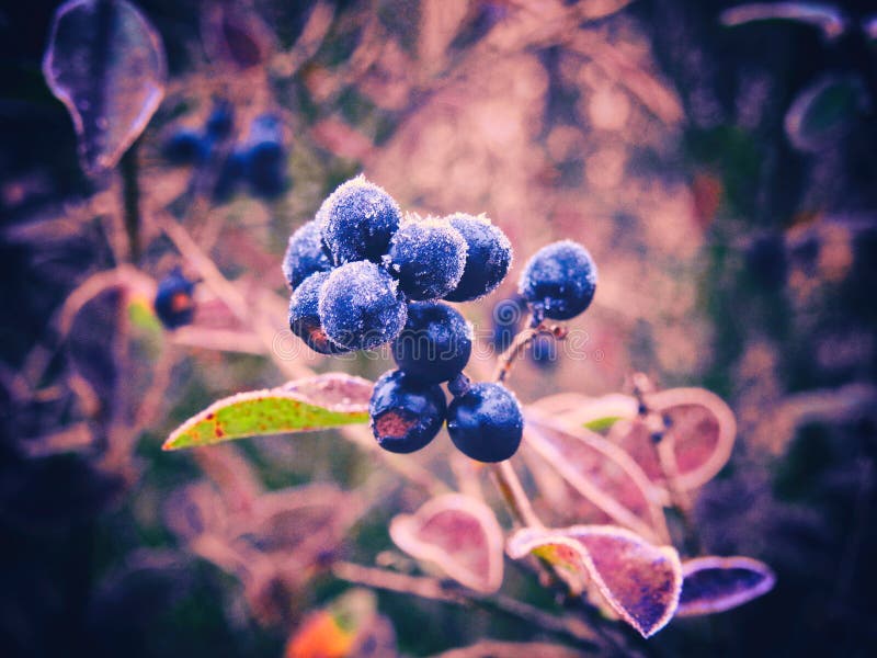 Black berries in nature stock image. Image of blueberry - 171428711