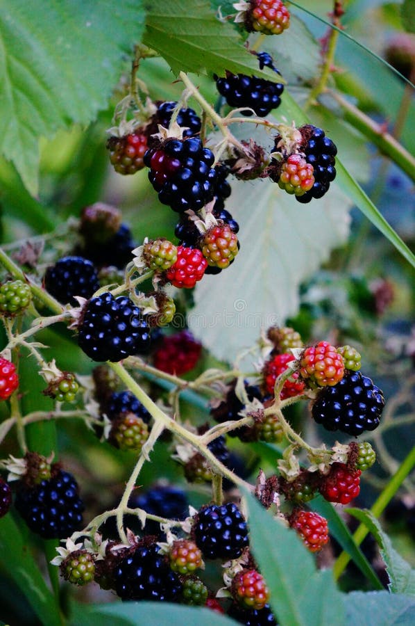 Black berries stock photo. Image of fruit, holler, elder - 3052408