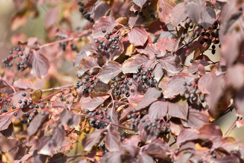 Black Berries on a Tree in Autumn Stock Image - Image of natural, tree ...