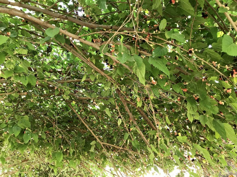 A Black Berries Tree and Full of Fruits Stock Photo - Image of berries ...
