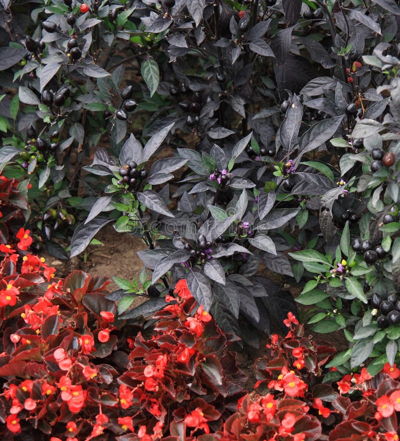 Black berry stock image. Image of berry, food, summer - 3184805