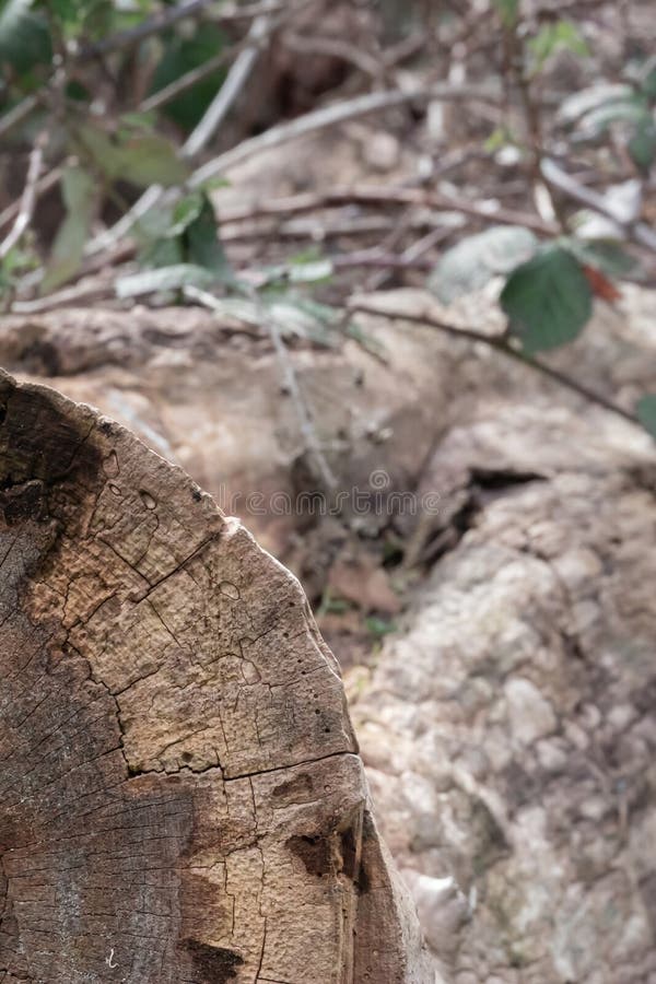Black Berry Vines Growing Over an Old Massive Log Stock Photo - Image ...