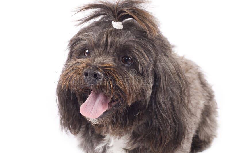 Black bichon puppy stock image. Image of young, grooming - 11865077