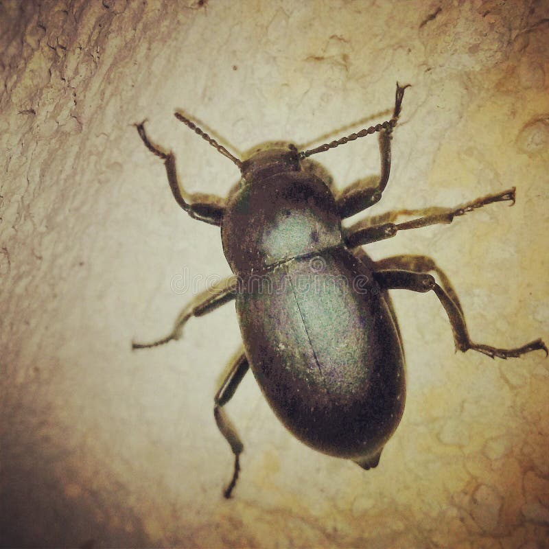 A black big bug stock photo. Image of natural, petal - 44738912