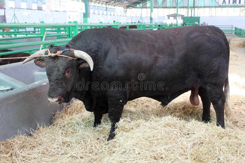 Big bull photo detail stock image. Image of bull, wild - 108076513