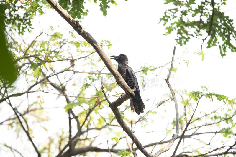 Eastern jungle crow stock photo. Image of omnivore, glossy - 159851734