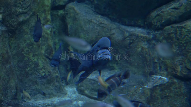 Black Big Fish with a Big Forehead Swims in the Moscow Stock Video ...