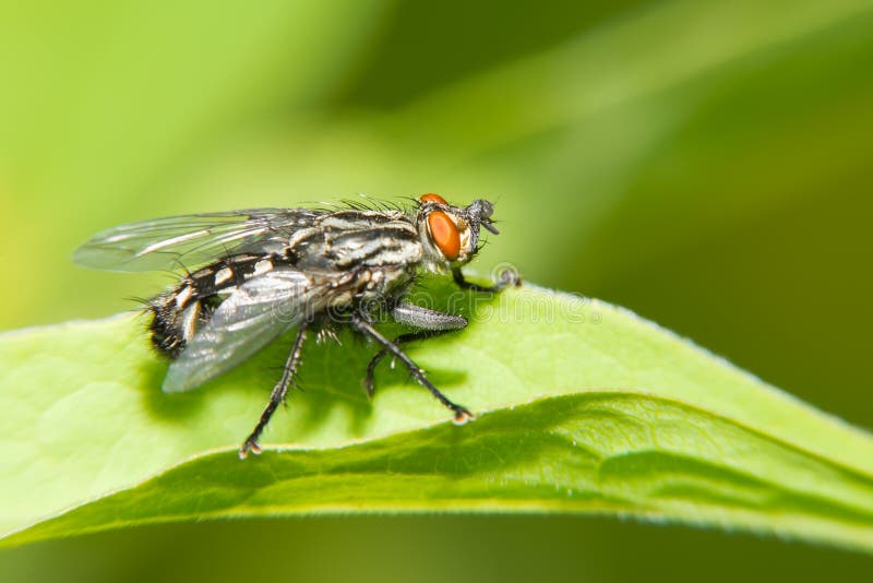 Fly side view stock image. Image of colorful, side, outdoor - 139612715