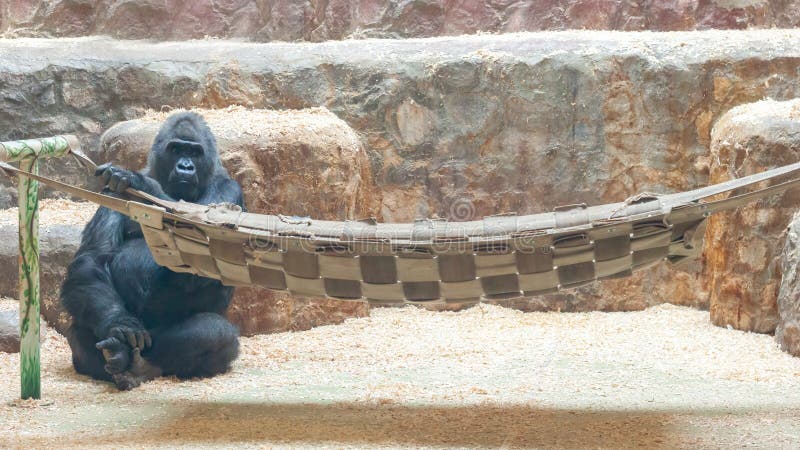 Black Big Gorilla, Monkey Primate, Sits by the Hammock. Stock Photo ...