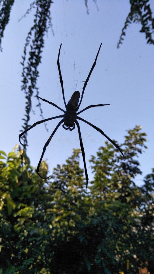 Black big spider stock photo. Image of spider, invertebrate - 219158460