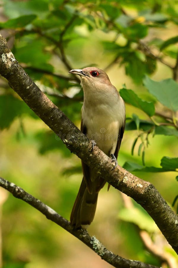 Black-billed Cuckoo Bird Sits Perched in a Tree Stock Photo - Image of ...