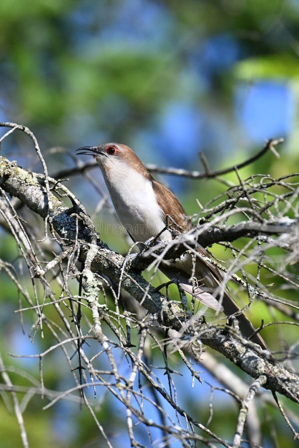 Black-billed Cuckoo Bird Sits Perched in a Tree Stock Photo - Image of ...