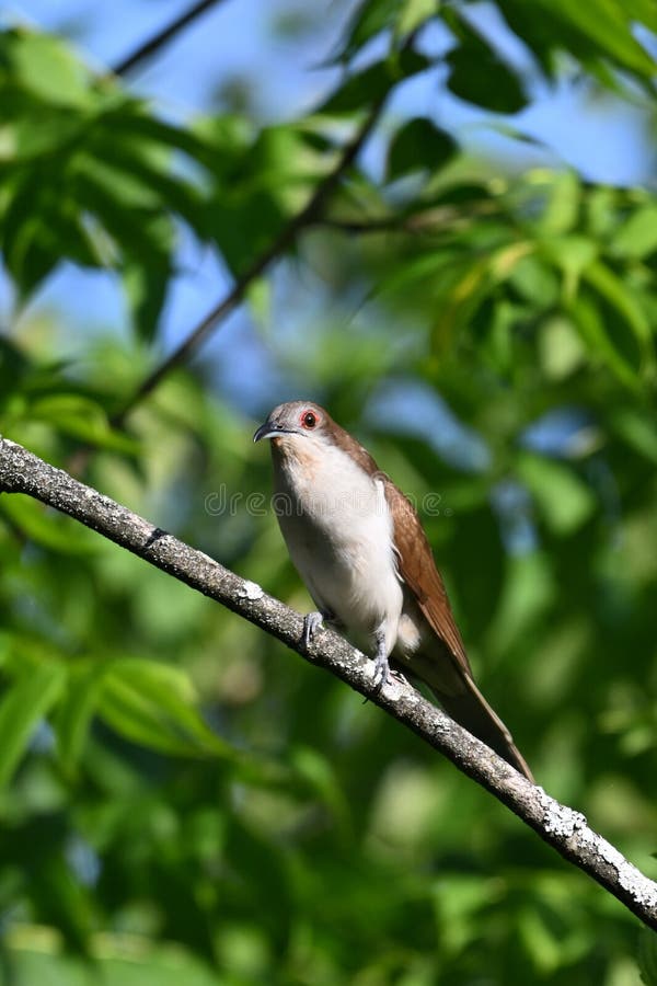 Black-billed Cuckoo Bird Sits Perched in a Tree Stock Image - Image of ...