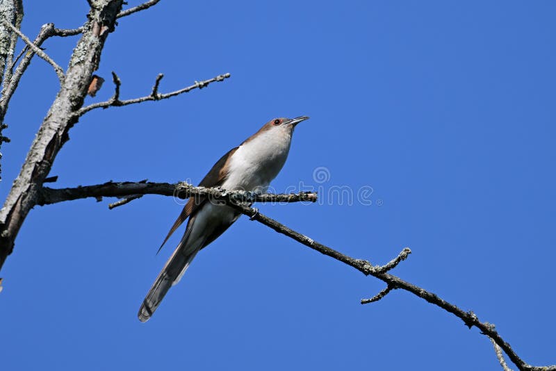 Black-billed Cuckoo Bird Sits Perched in a Tree Stock Photo - Image of ...