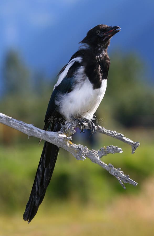 Black-billed Magpie (Pica Hudsonia) Stock Image - Image of nature, pica ...