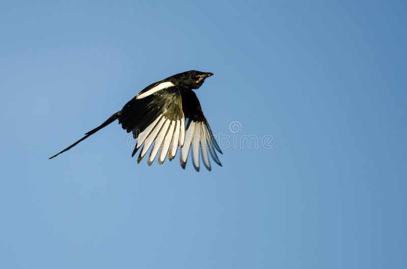 Black-Billed Magpie Flying in a Blue Sky Stock Image - Image of flying ...