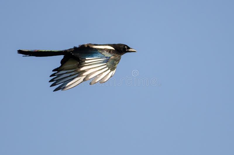 Black-Billed Magpie Flying in a Blue Sky Stock Photo - Image of flying ...